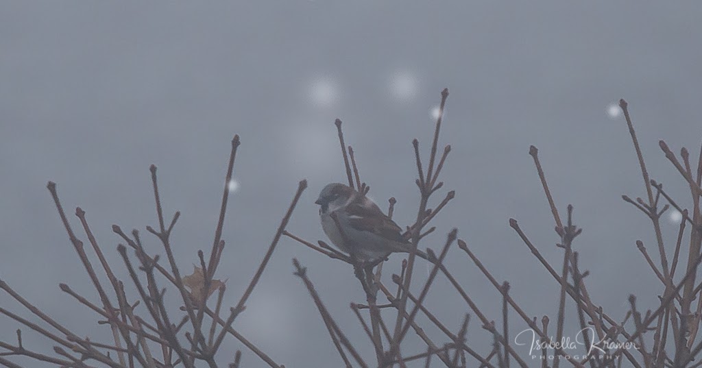 haiku - eine annäherung: just justice