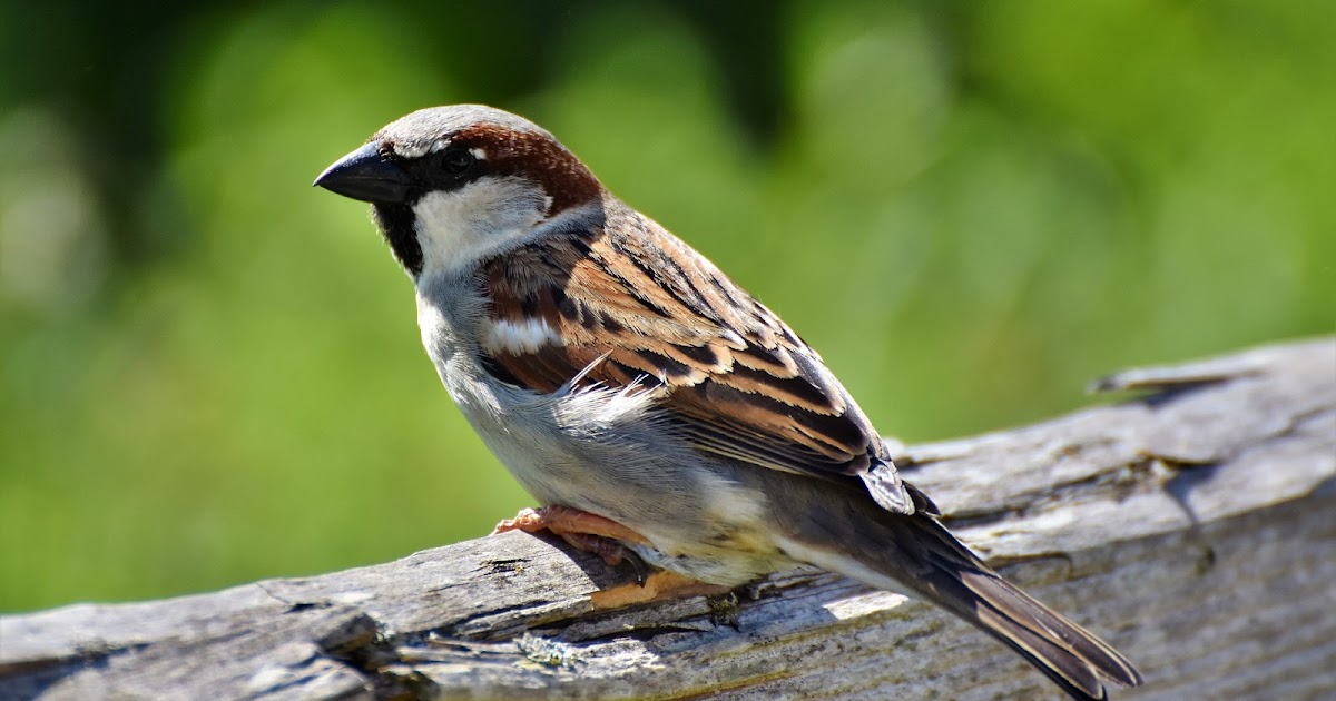 O sábio e o passarinho