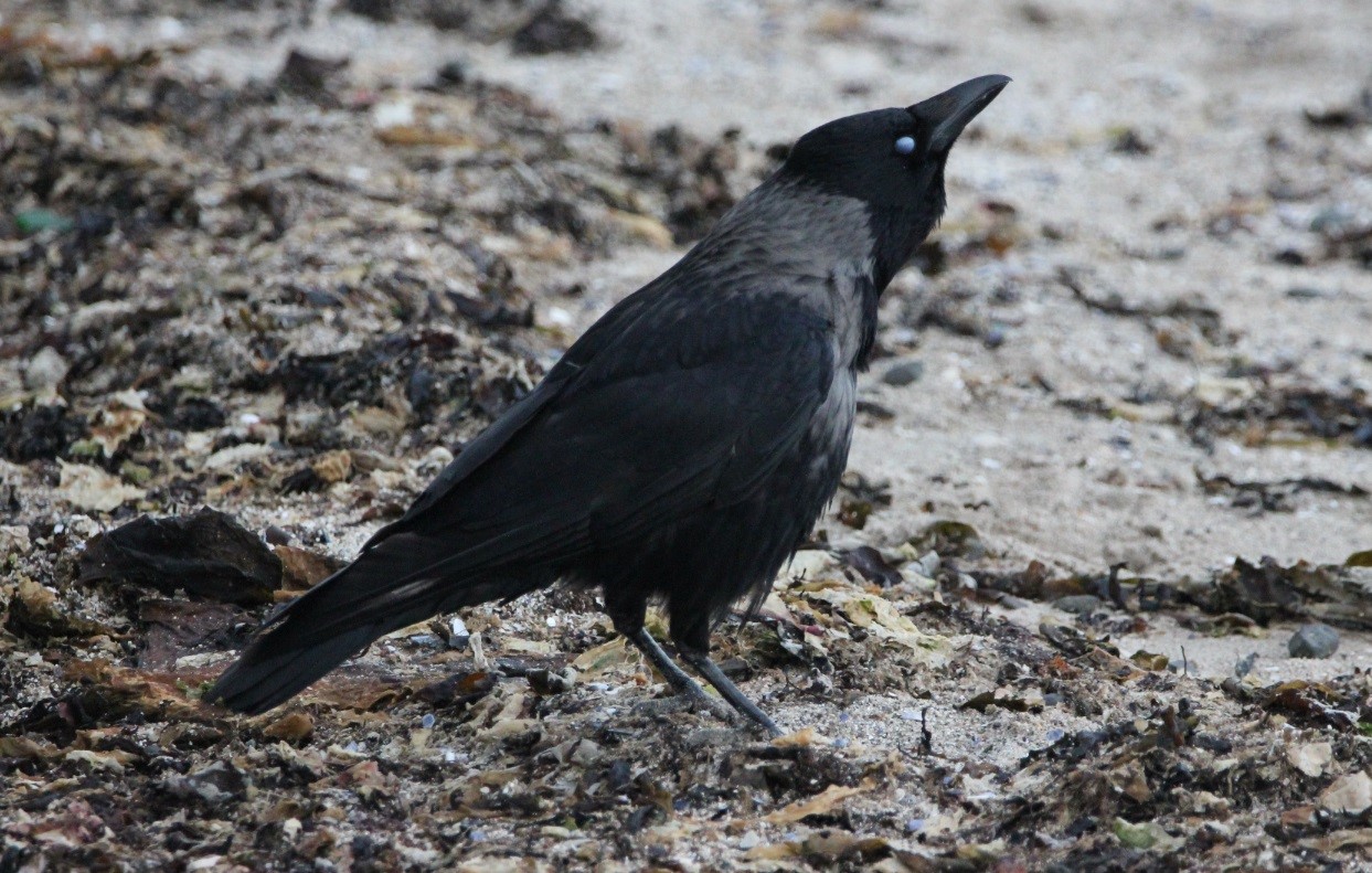 NI Bird Pics: Kevin Rice - Hybrid Carrion X Hooded Crow & Curlew