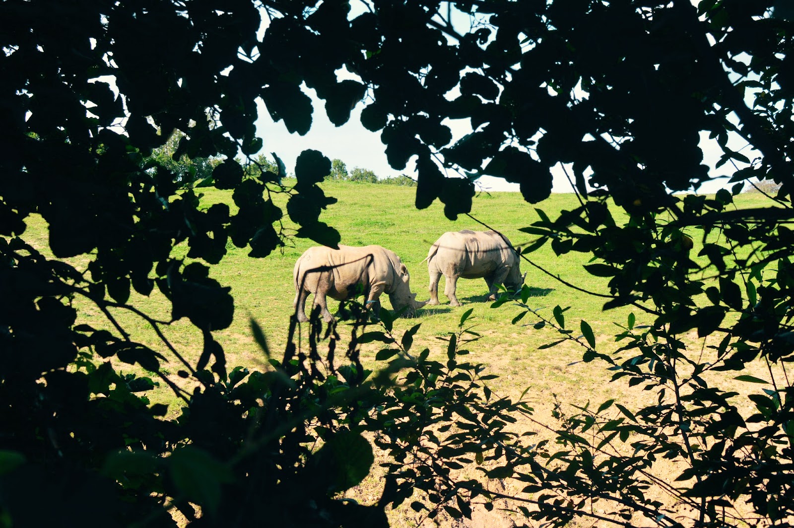 Fifteen Reasons Why We Love: Manor Park (Anna's Welsh Zoo) - Diary of ...