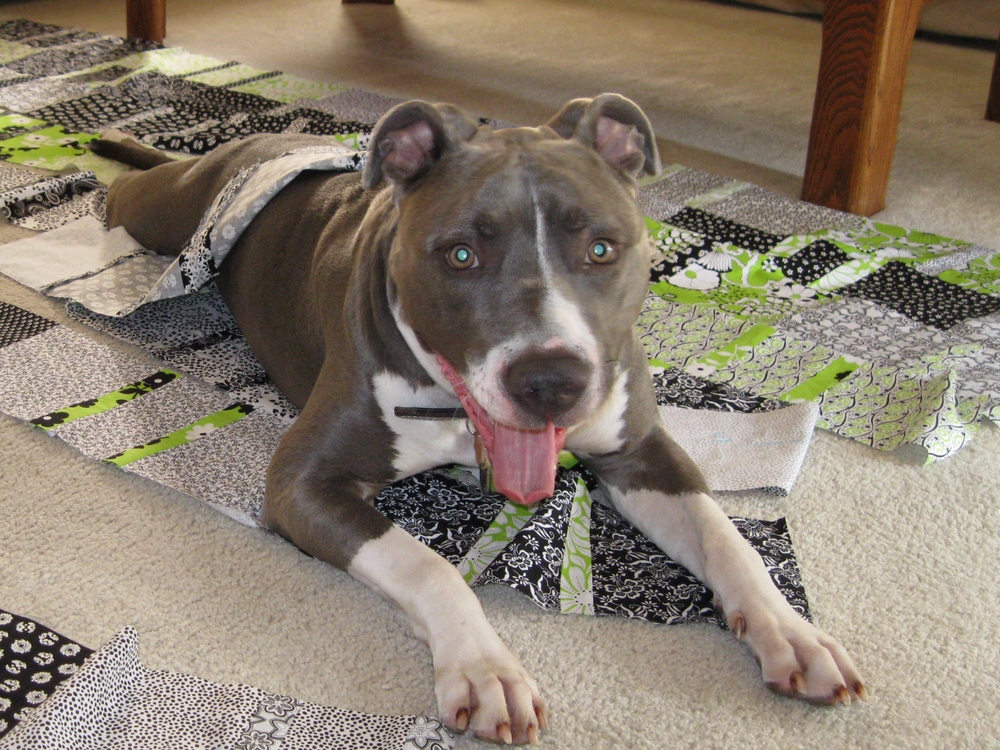 Pit Bull Frogs: Pit Bull Frog Photos