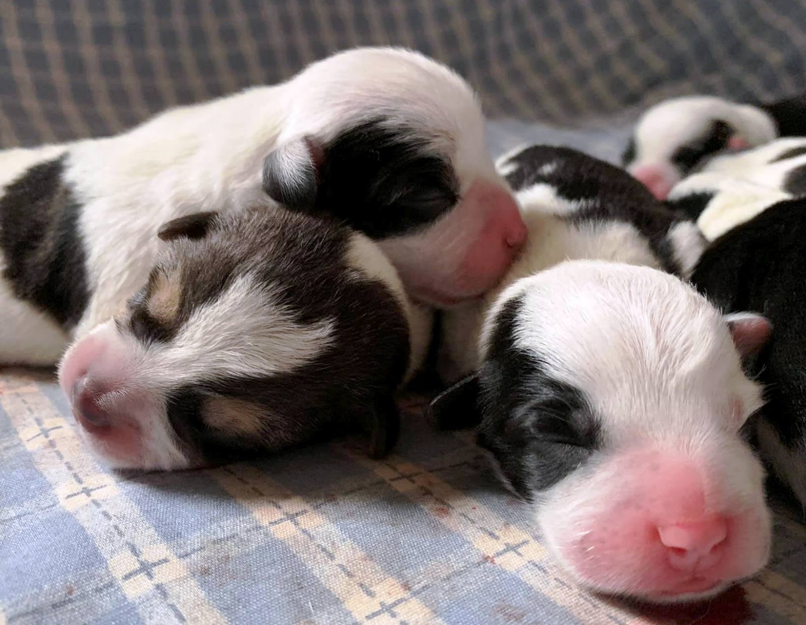 How To Set Up A Whelping Box And Whelp Puppies Successfully, 51% OFF