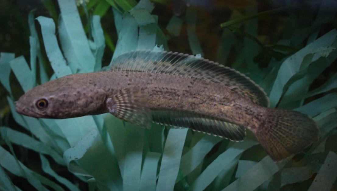 50 Jenis Ikan Channa yang Perlu Kamu Ketahui, Terlengkap Beserta Harga ...