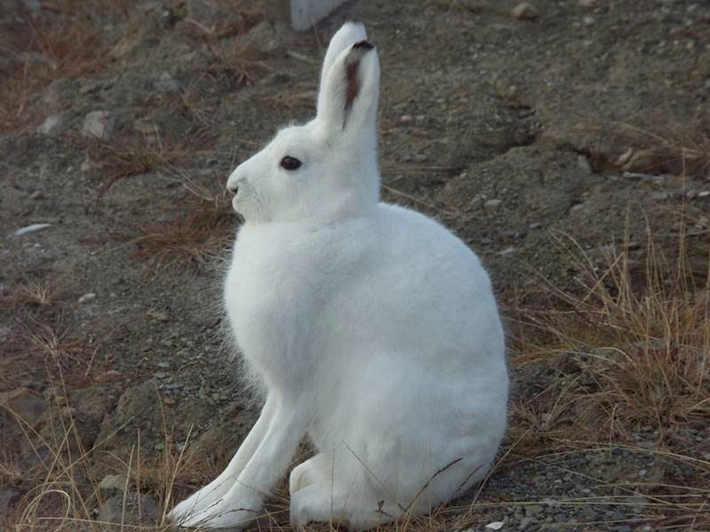 The Arctic Hare | Polar Rabbit
