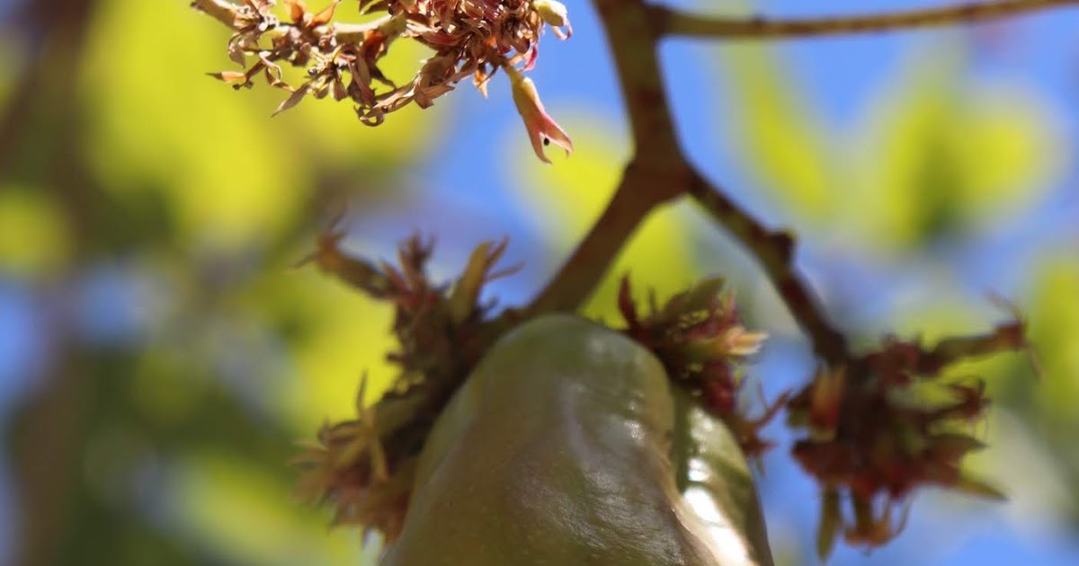El marañón y su pedúnculo