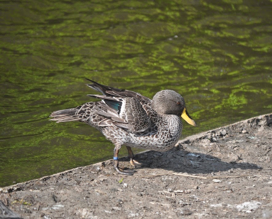 ZOOTOGRAFIANDO (6.100 ANIMALS): PATO DE PICO AMARILLO / YELLOW-BILLED ...