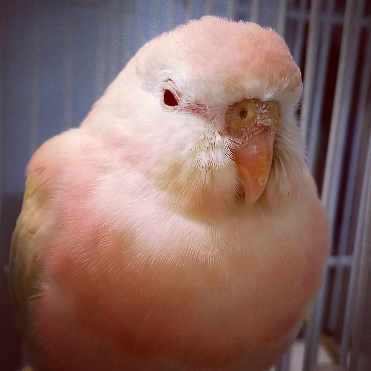 Happy Bird Place Finch and Grasskeet Blog: Breeding season ending. Time ...