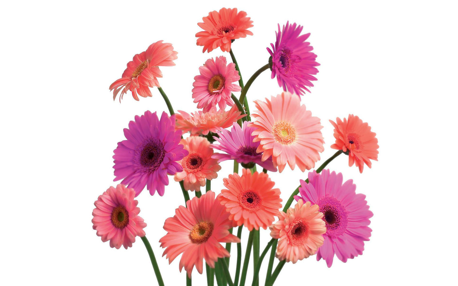 Gerbera Flowers Wallpapers
