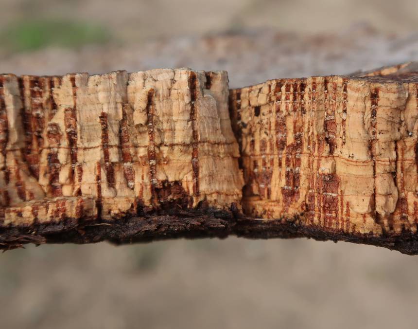 ¿Es el corcho el material de construcción verde perfecto?