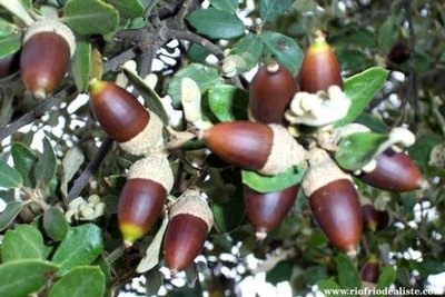 Flores y árboles: Encina.