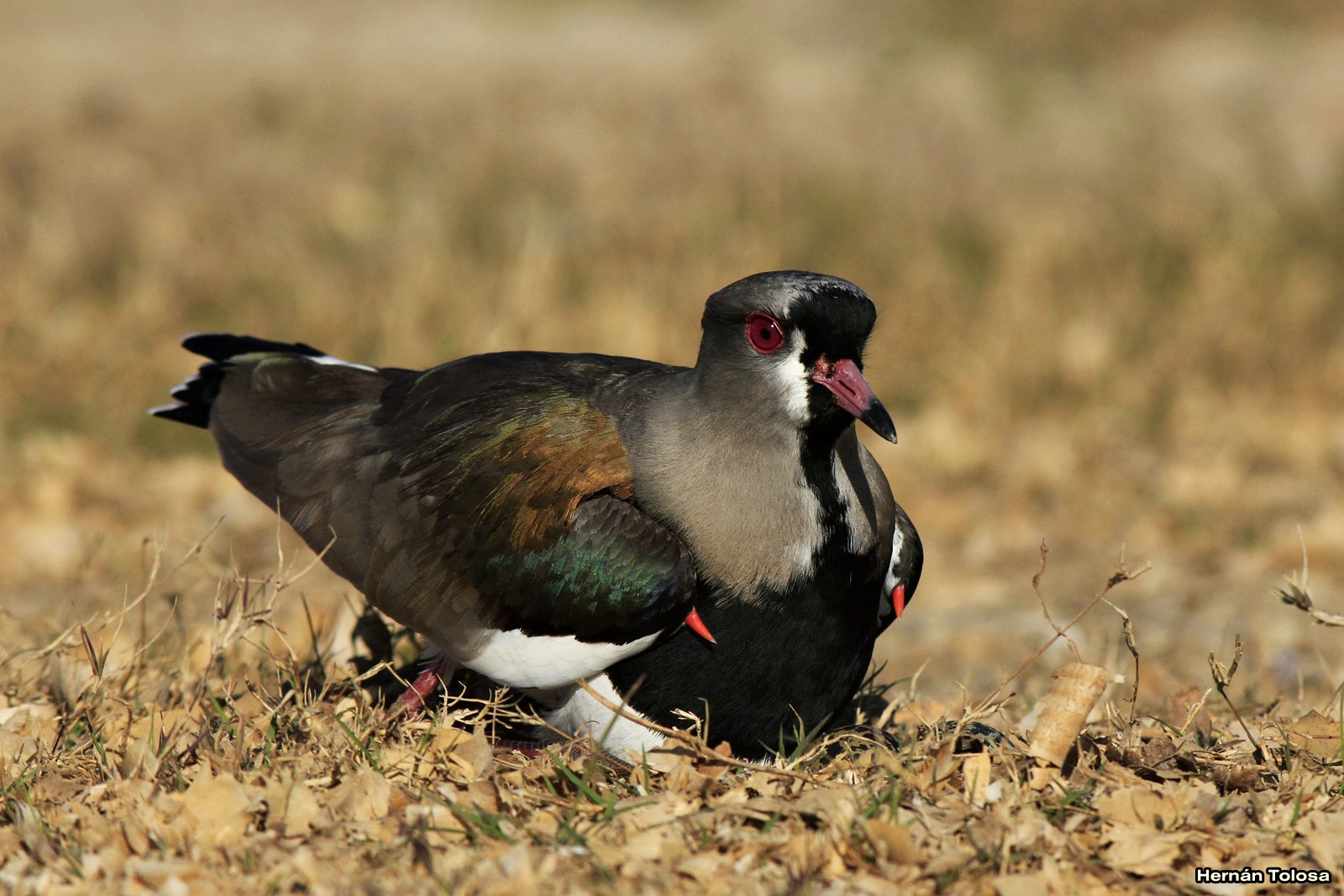 Aves Bonaerenses: Tero empollando