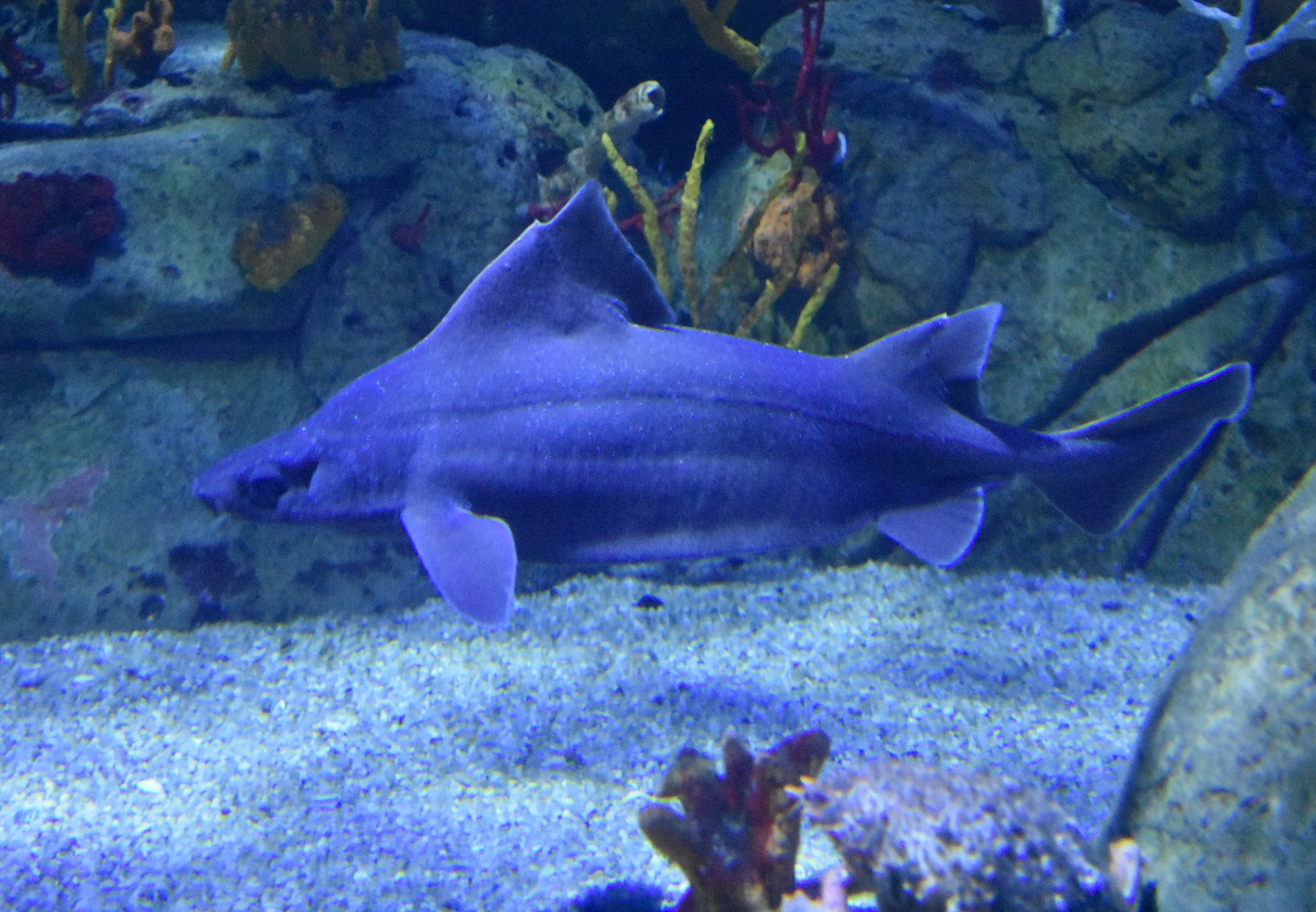 ZOOTOGRAFIANDO (6.100 ANIMALS): CERDO MARINO / ANGULAR ROUGHSHARK ...