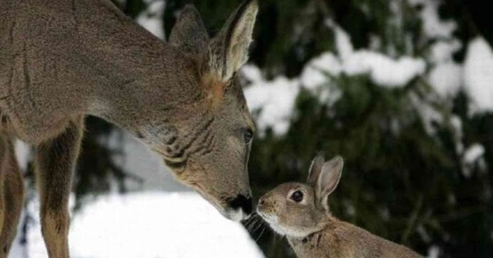 White Wolf : Deer and Rabbit Are Best Friends In The Wild. (PHOTOS)