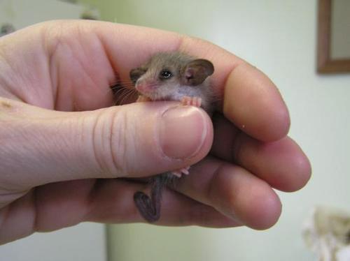 Baby Animals: Tiny Mouse