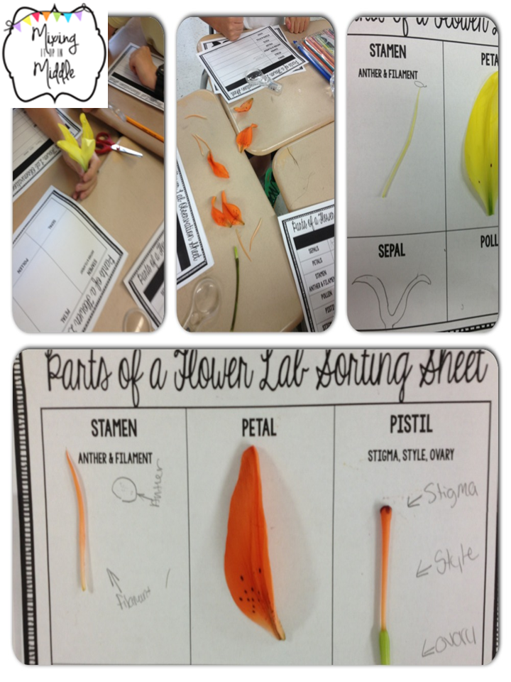 Mixing it up in Middle! : Five for Friday! Games, Science Labs and More!