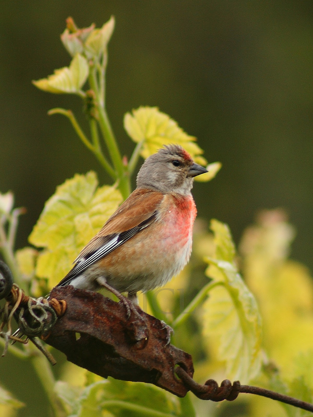 JORGE COSTAS LAGO: PARDILLO COMUN ( MACHO )