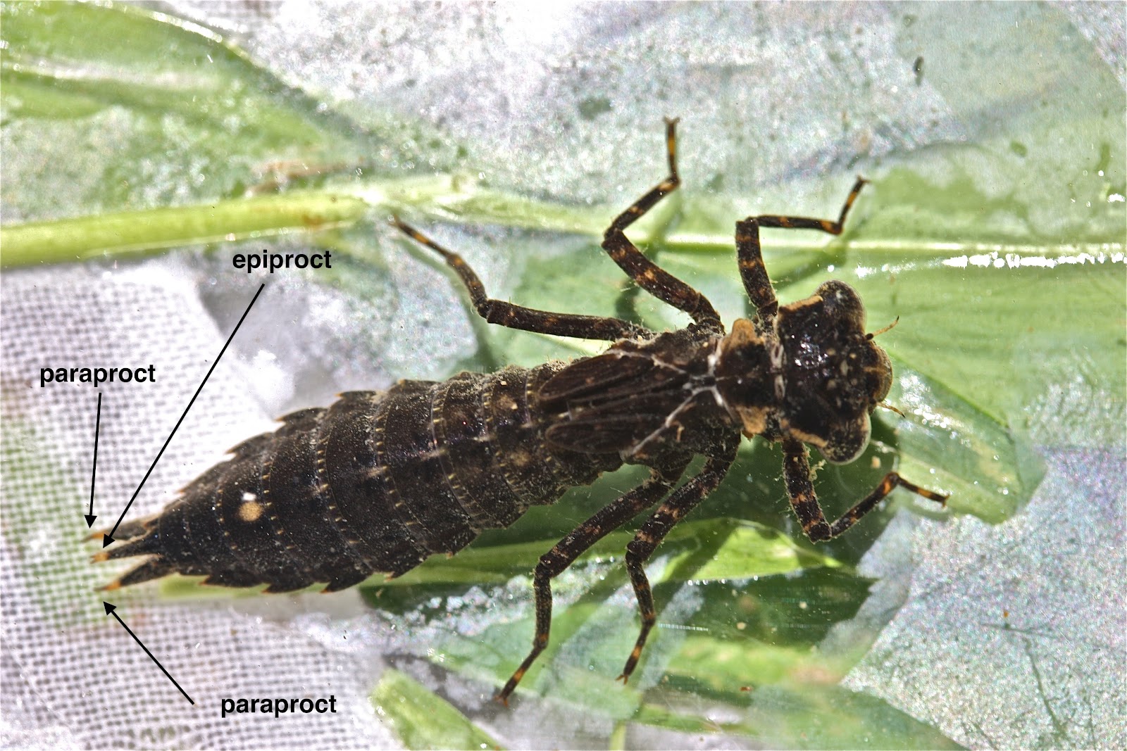 Aquatic Insects of Central Virginia: The "Fawn Darner" Dragonfly ...