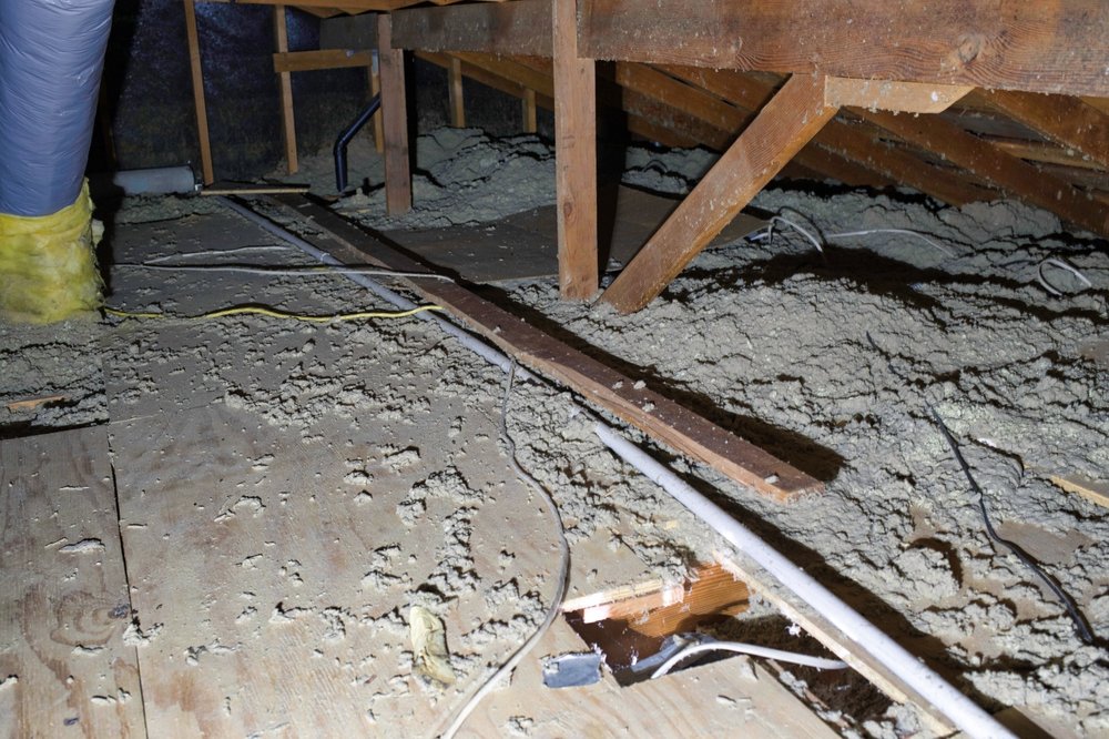 Signs of Rat Infestation in your Home