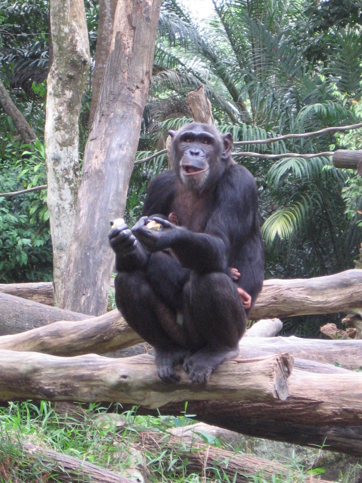 Funny Animals: Funny Chimp Face