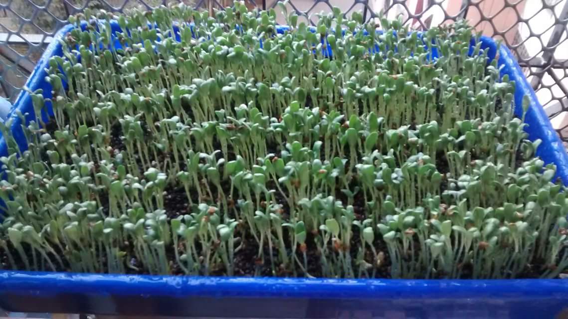 Fenugreek / Barik methi / micro green