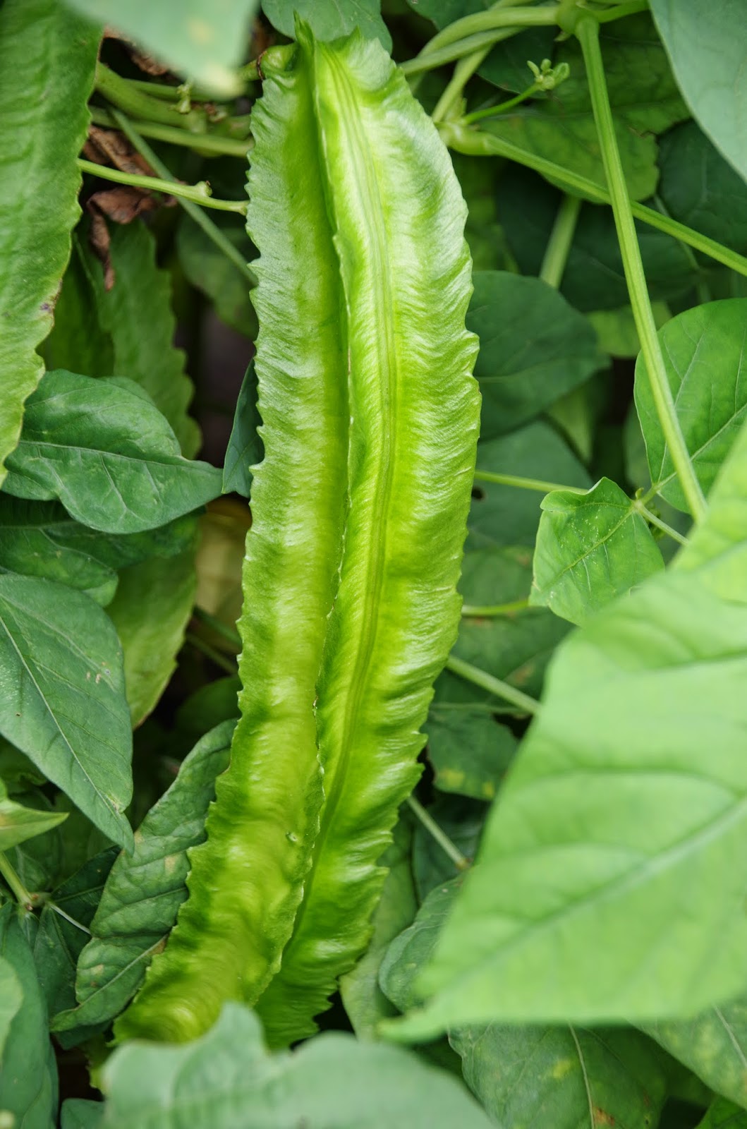 Trees and Plants: Four angled bean