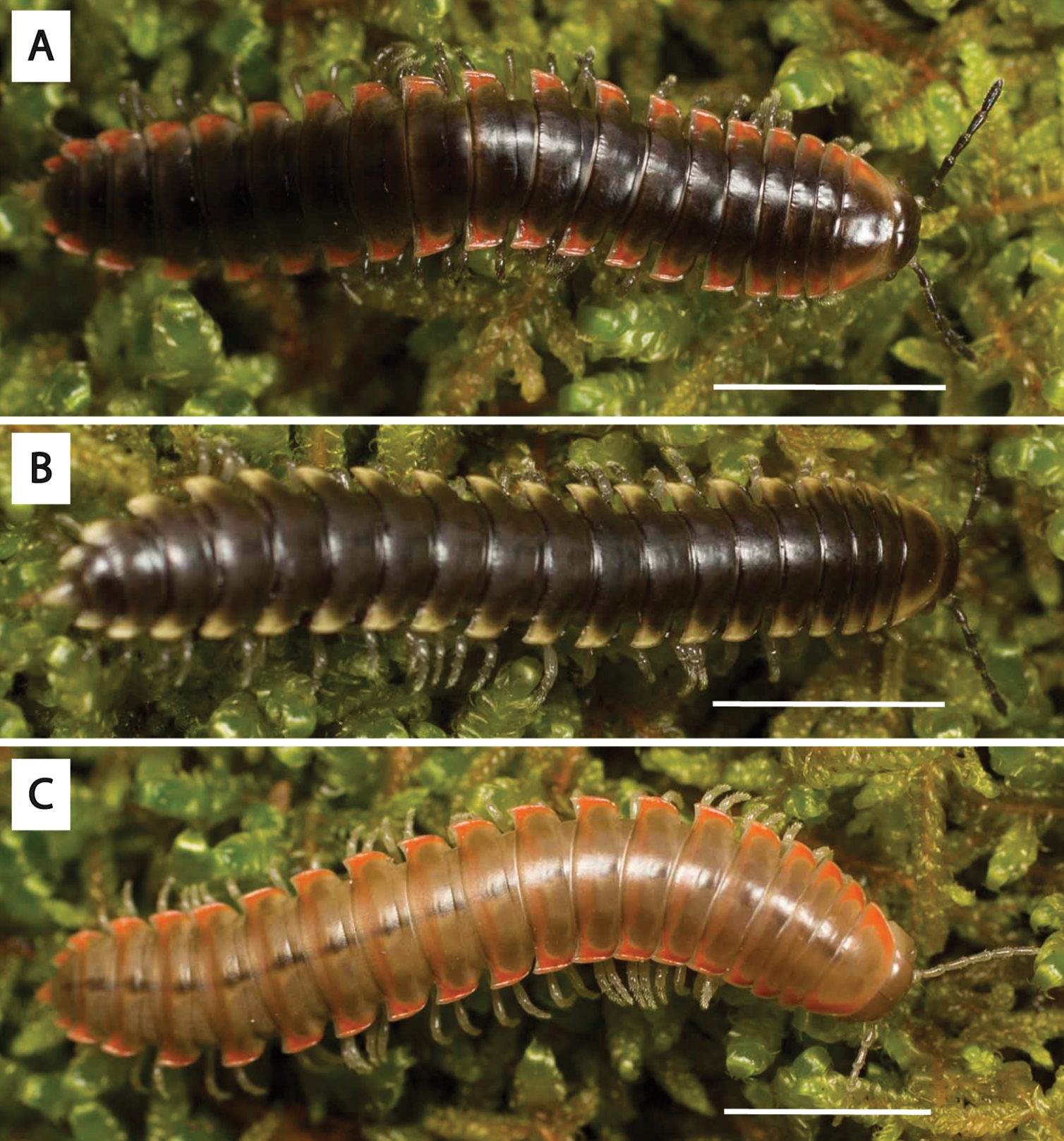 Species New to Science: [Diplopoda • 2021] A Revision of the minor ...