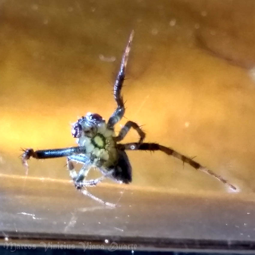 Insetologia - Identificação de insetos: Aranha Alpaida no Rio Grande do Sul