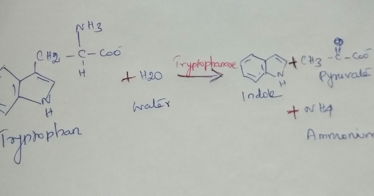SENTHIL PRABHU SIVASAMY: Indole Test