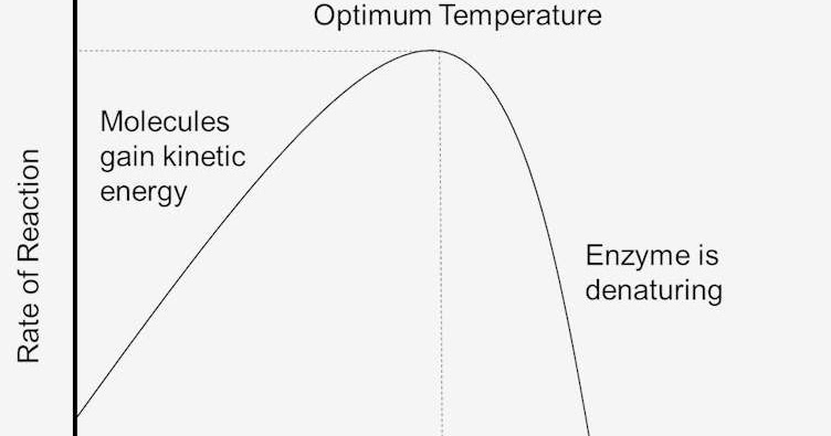 Factor affecting enzyme kinetics
