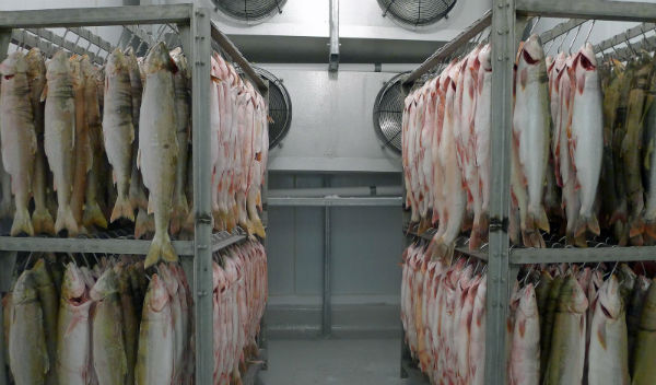 Is your fish fresh? - Fishvish