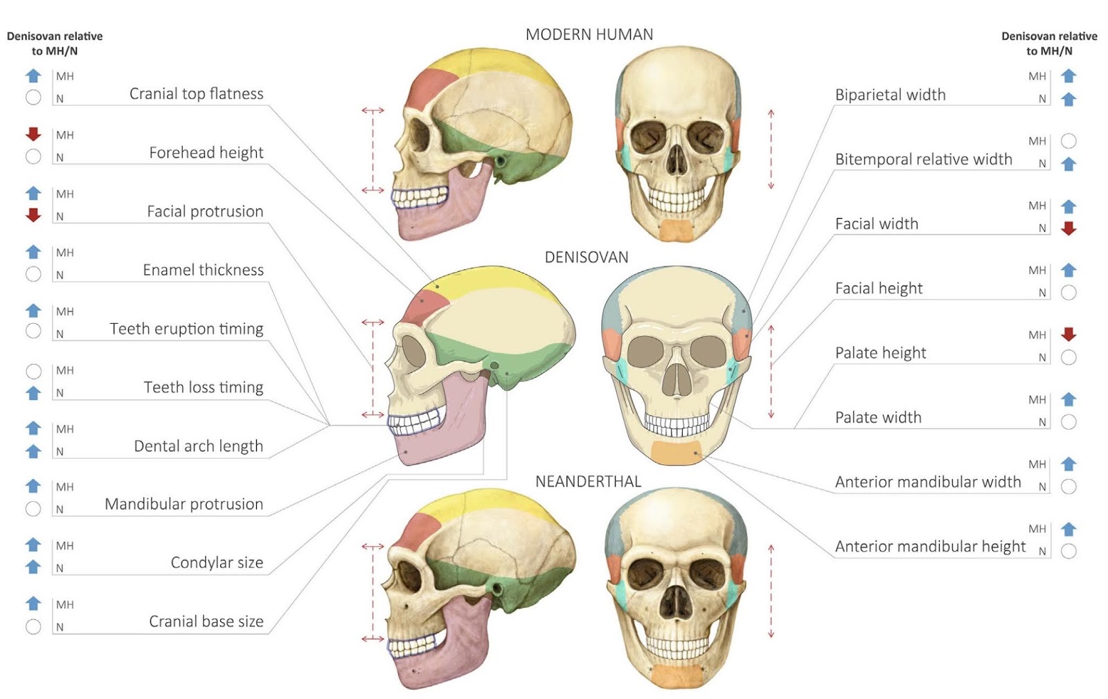GW Human Evolutionary Genetics : Reconstructing Denisovan Anatomy Using ...
