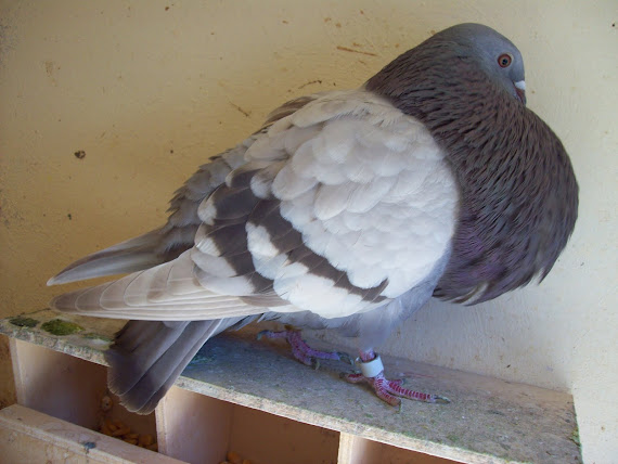 PALOMAR LOS FELIPINES "El Cobi": VENTA DE PALOMAS BUCHONAS