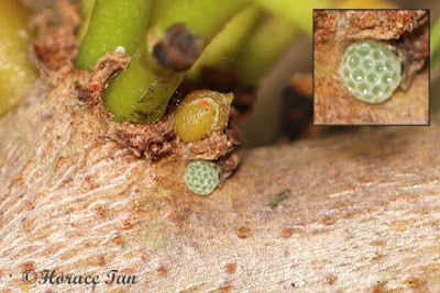 Butterflies of Singapore: Life History of the Banded Royal