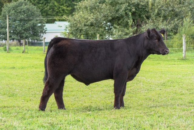 RCC Blog: Adam or Ryan Mattocks Selling Tonight!