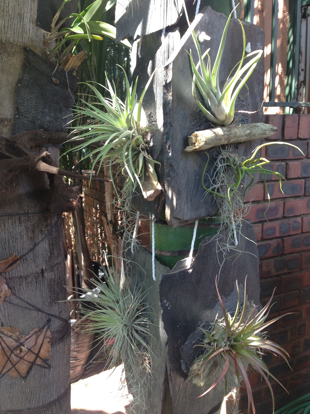 Tropical Farms Nursery: Staghorn ferns and air plants