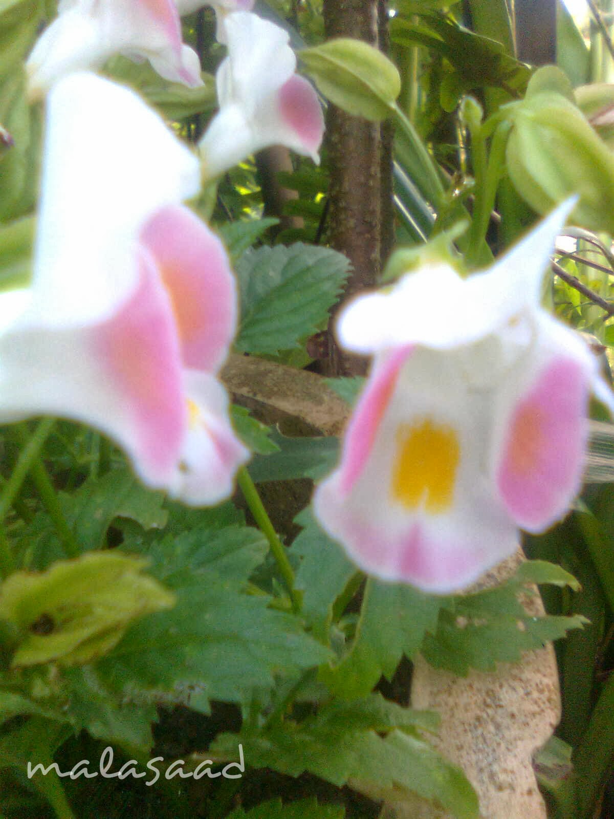 My Green Eye's: Bunga Loceng ( Torenia Fournieri )