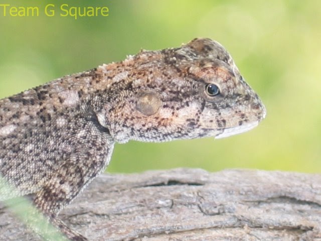 Team G Square: Lizards