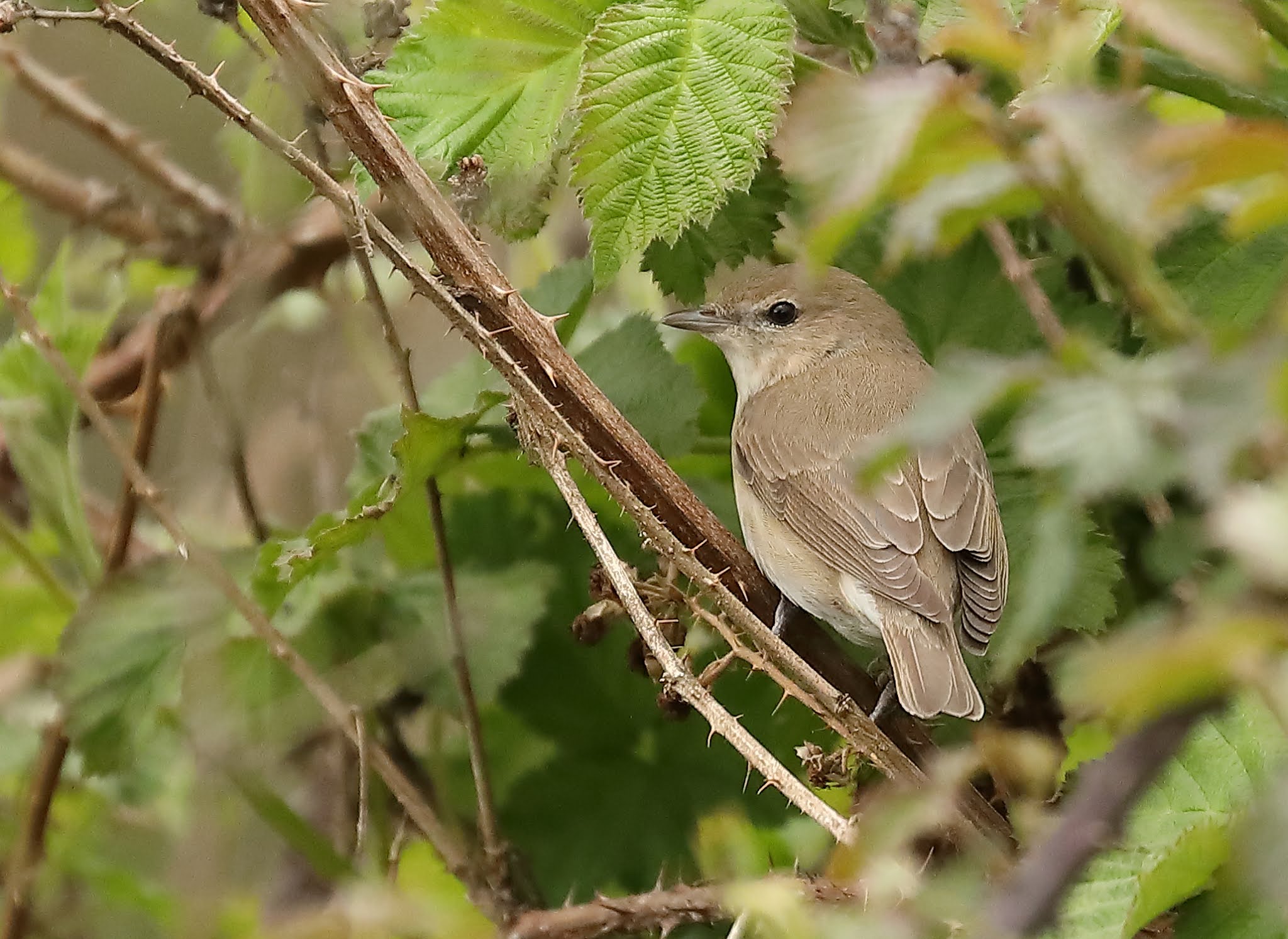 CAMBRIDGESHIRE BIRD CLUB GALLERY: Garden Warbler