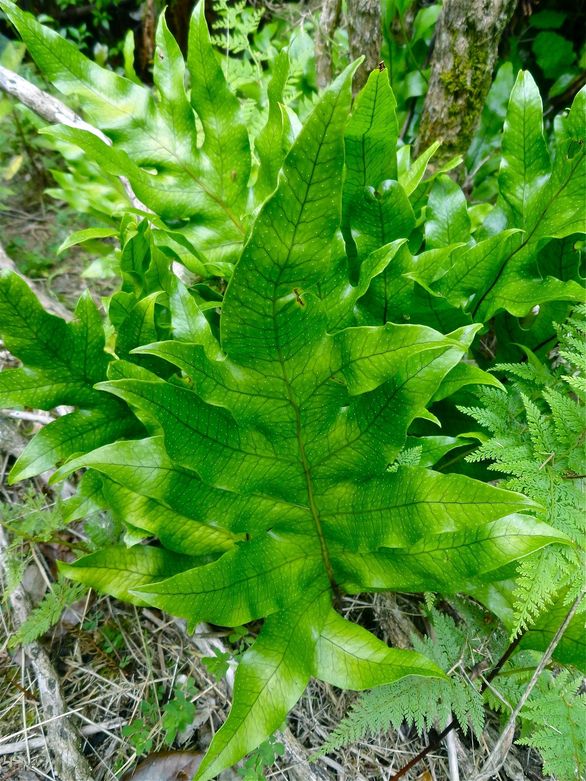 Reconnecting with Gregg & Carla: Ferns galore!