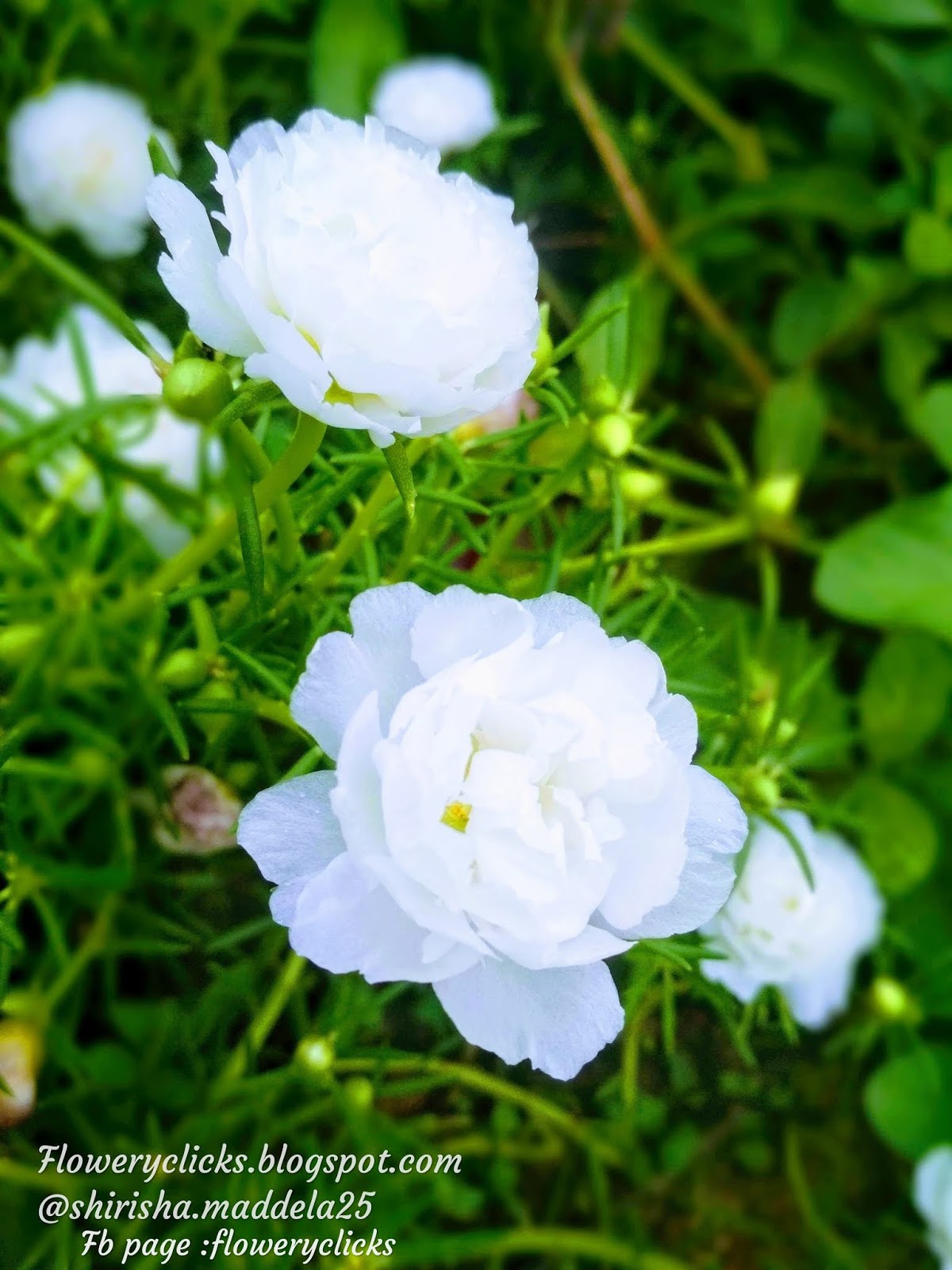 Portulaca grandiflora - Moss Rose - gaddi gulabi ( గడ్డి గులాబి)