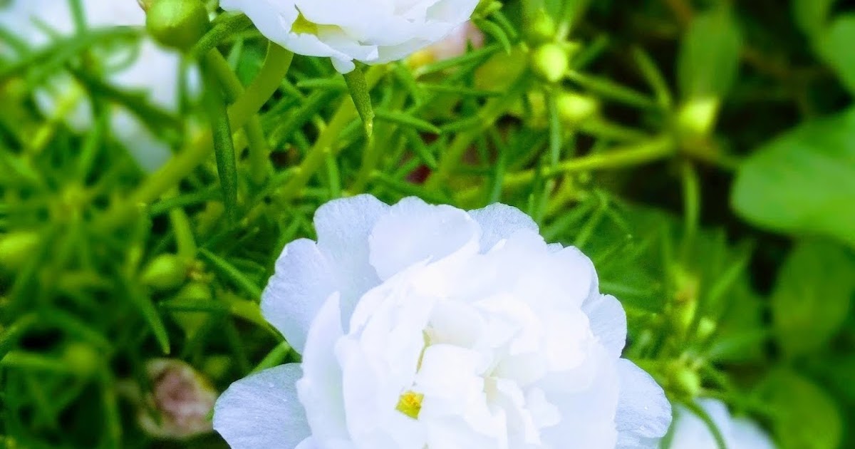 Portulaca grandiflora - Moss Rose - gaddi gulabi ( గడ్డి గులాబి)