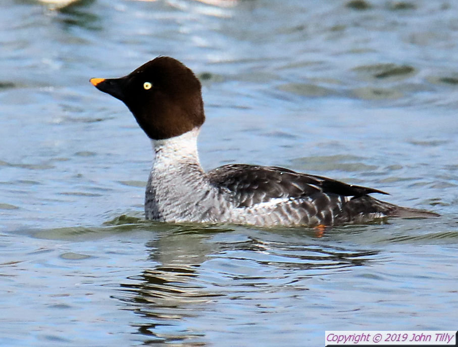 Northamptonshire Birding: Images from John Tilly 24th March