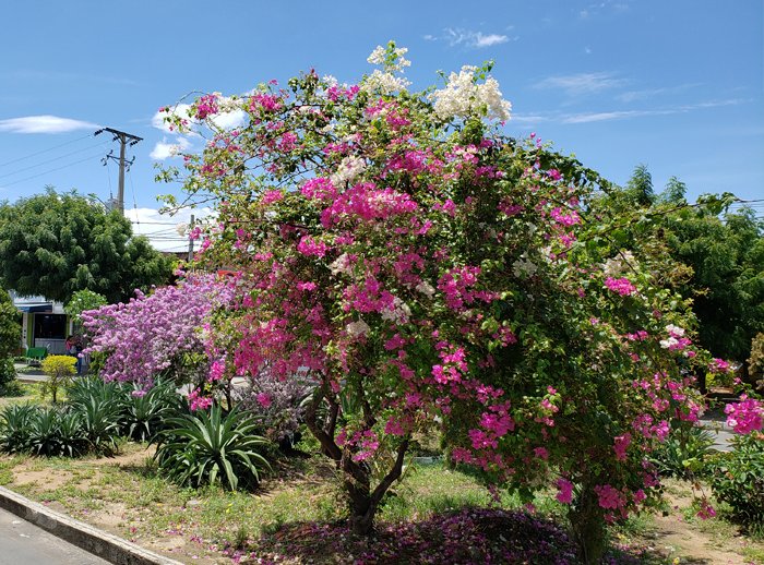 CRONICAS DE CUCUTA: 1715.- LA ALEGRIA FLORECIDA EN CUCUTA