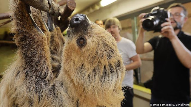 Just Save One: World's Oldest Sloth Celebrates World Sloth Day - October 20