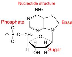 mynotebook: Structure of Nucleotide
