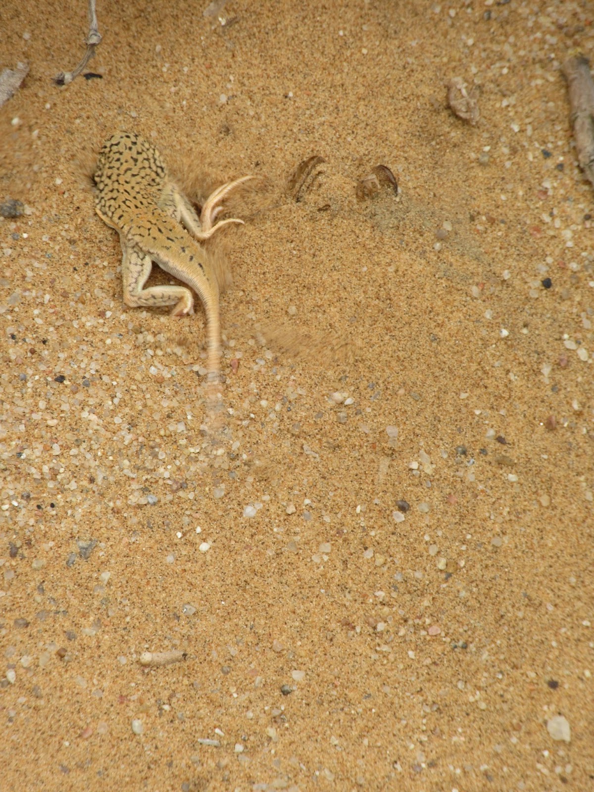 Jackie Teaches in Namibia