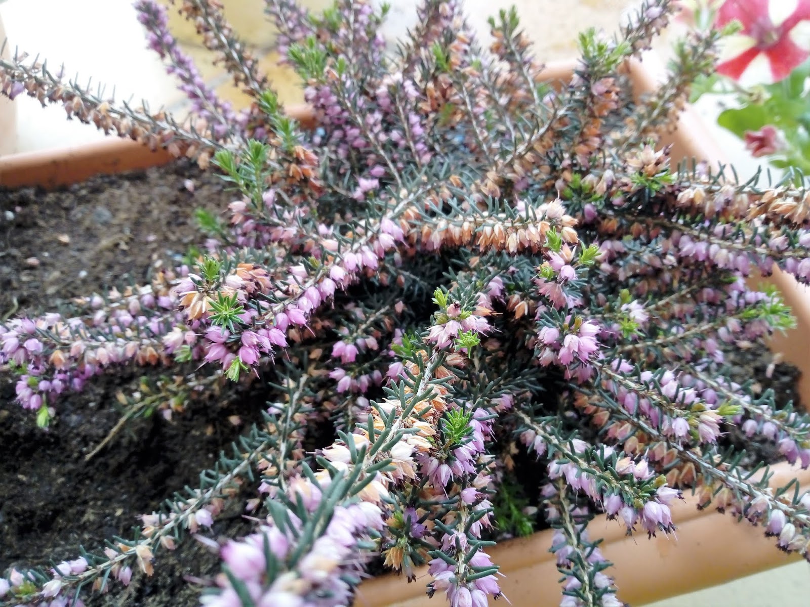 Biosfera vegetal.: Brezo rosado (Erica x darleyensis).