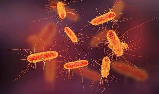 Terbaru 33+ Gambar Bakteri E Coli