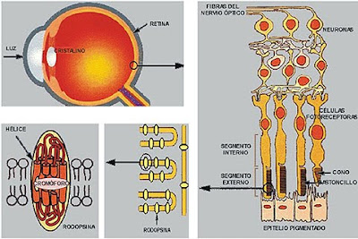 Mis Apuntes de Medicina: fisio-Somatosensorial Visión 03 (00)