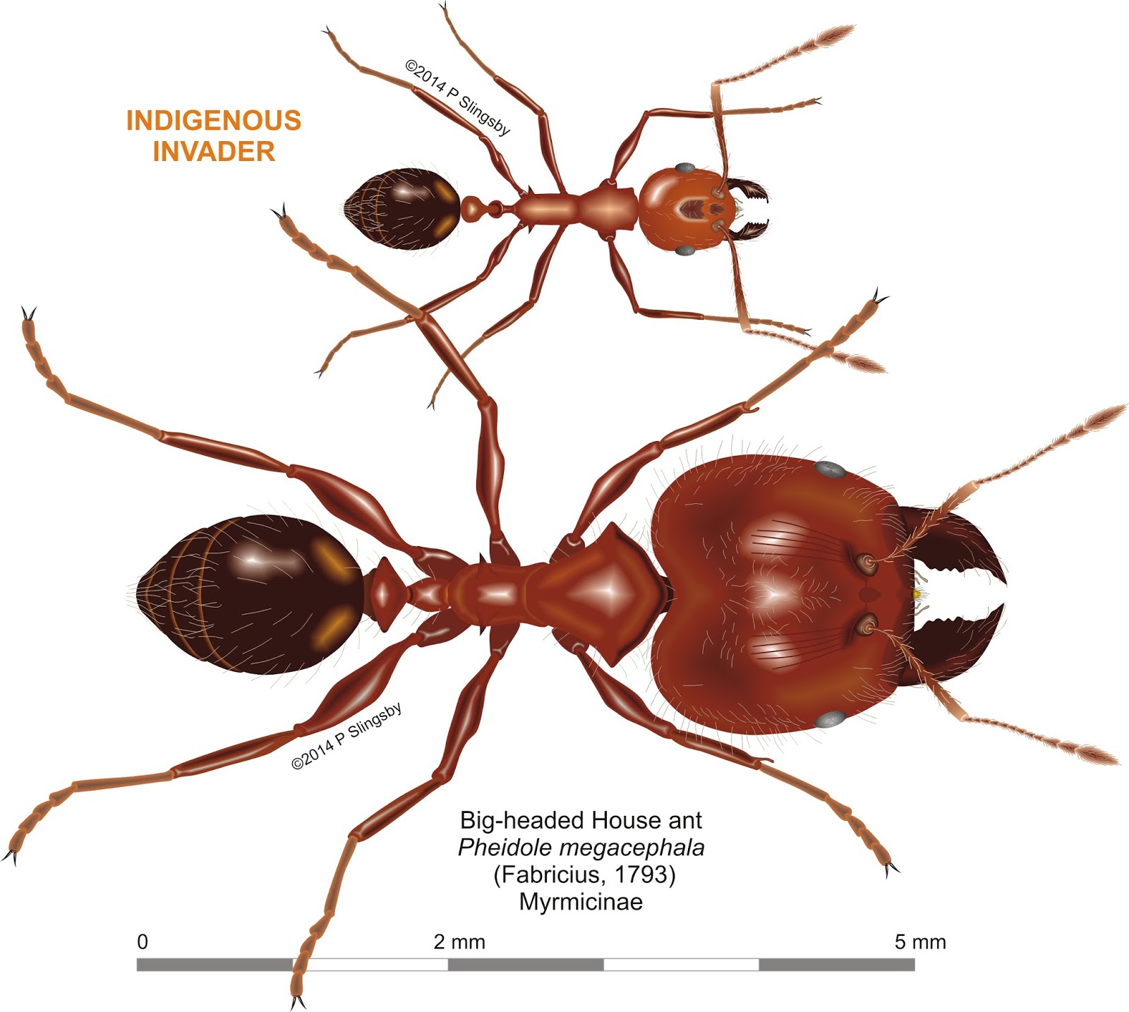 - Ants of Southern Africa -: Pheidole species: House or Big-headed ants